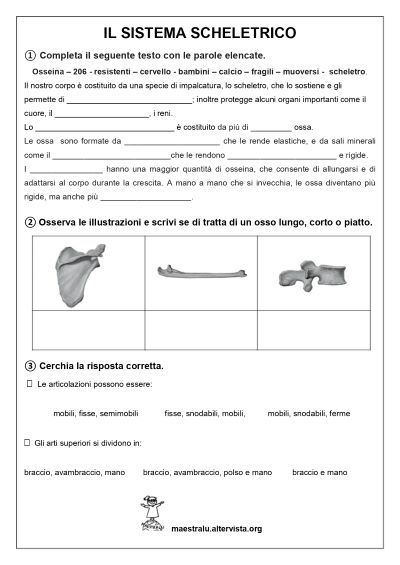 Sistema scheletrico schede didattiche