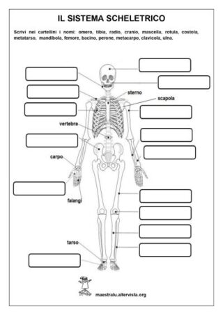 Sistema scheletrico schede didattiche