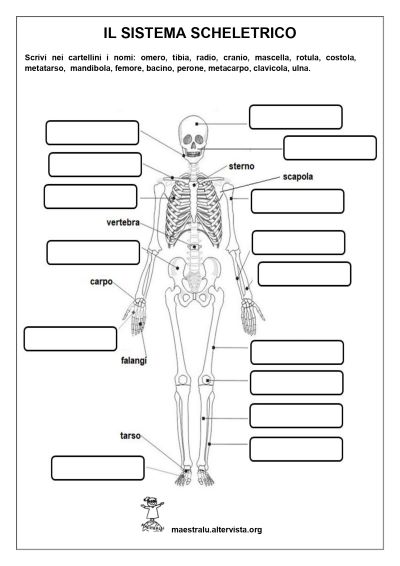 Schede Didattiche Sui Diagrammi Dei Sistemi Del Corpo Umano Modello.