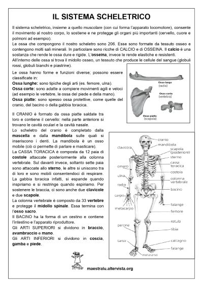 Sistema scheletrico schede didattiche