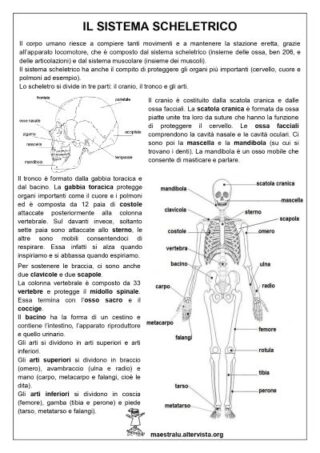 Sistema scheletrico schede didattiche
